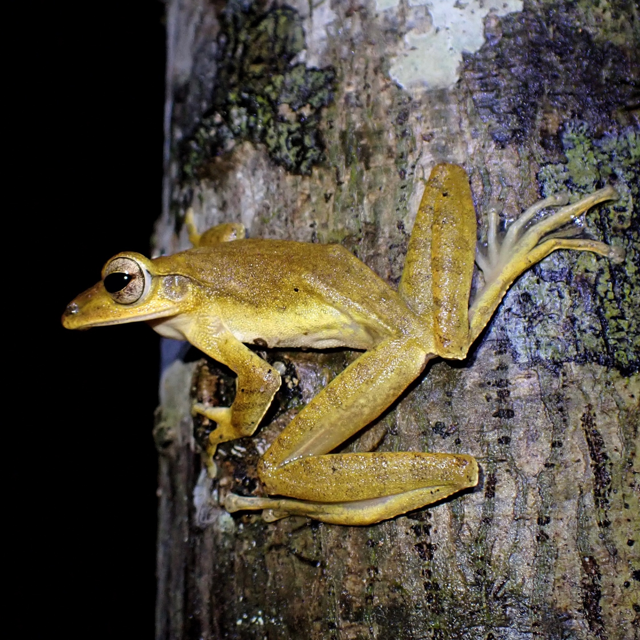 Polypedates discantus Rujirawan, Stuart & Aowphol, 2013