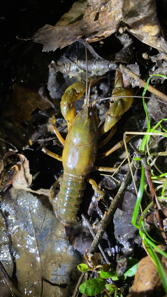 Devil Crayfish from Huntingtown on March 07, 2022 at 08:39 PM by Maggie ...
