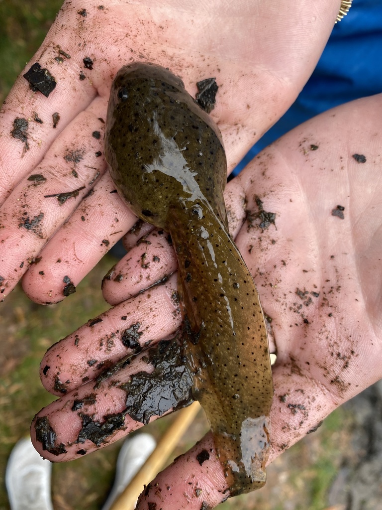 American Bullfrog from Greens Valley Rd, Landisburg, PA, US on March 07 ...