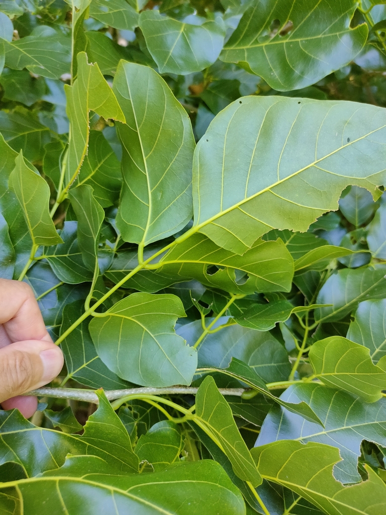 Indian beech tree from Fraser Coast, QLD, Australia on March 08, 2022 ...