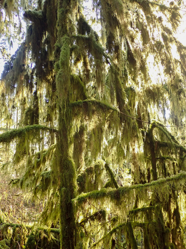 Cat's Tail Moss from Greater Vancouver, British Columbia, Canada on ...