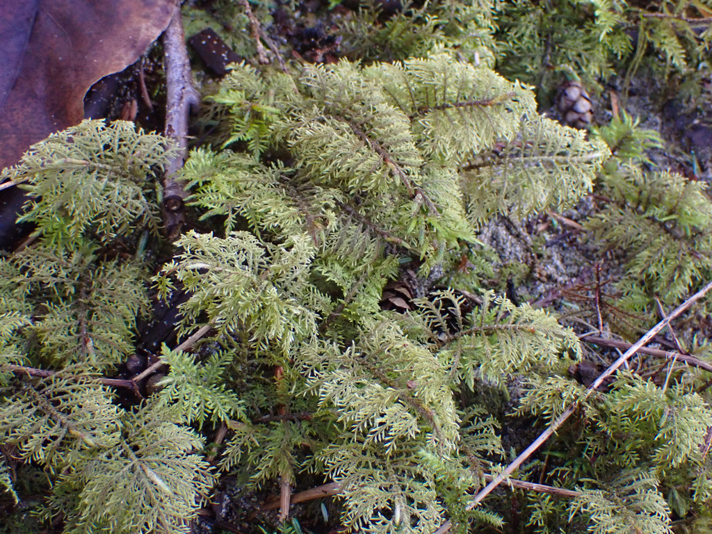 stairstep moss from Greater Vancouver, British Columbia, Canada on ...