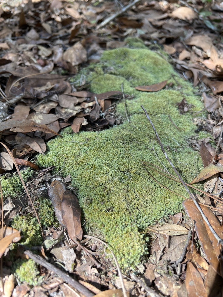 white moss from N 15th St, Lutz, FL, US on February 03, 2022 at 12:36 ...