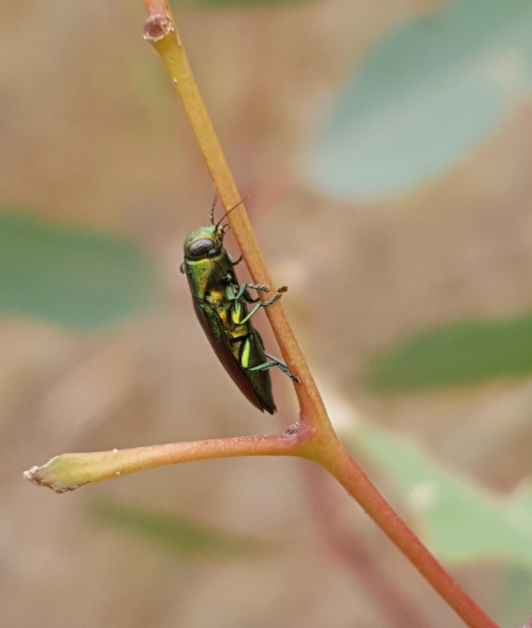 Melobasis vittata Blackburn, 1887