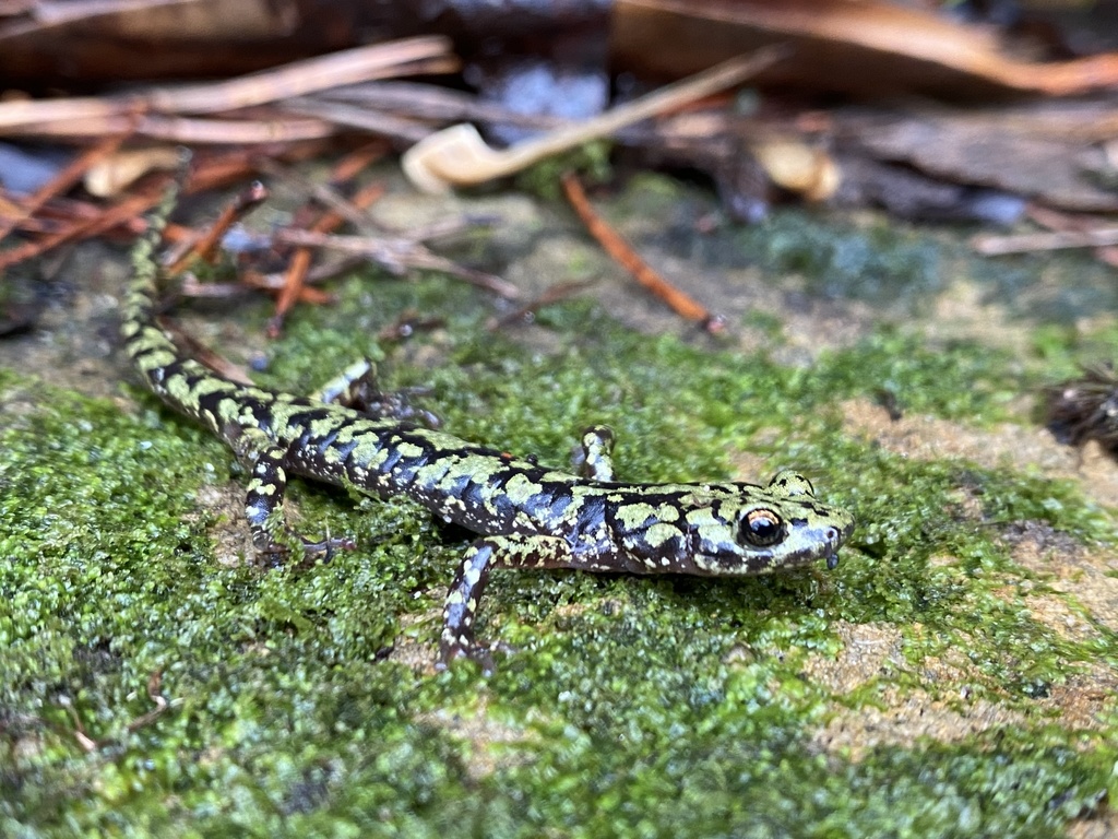 Green Salamander in March 2022 by Ryne Rutherford · iNaturalist