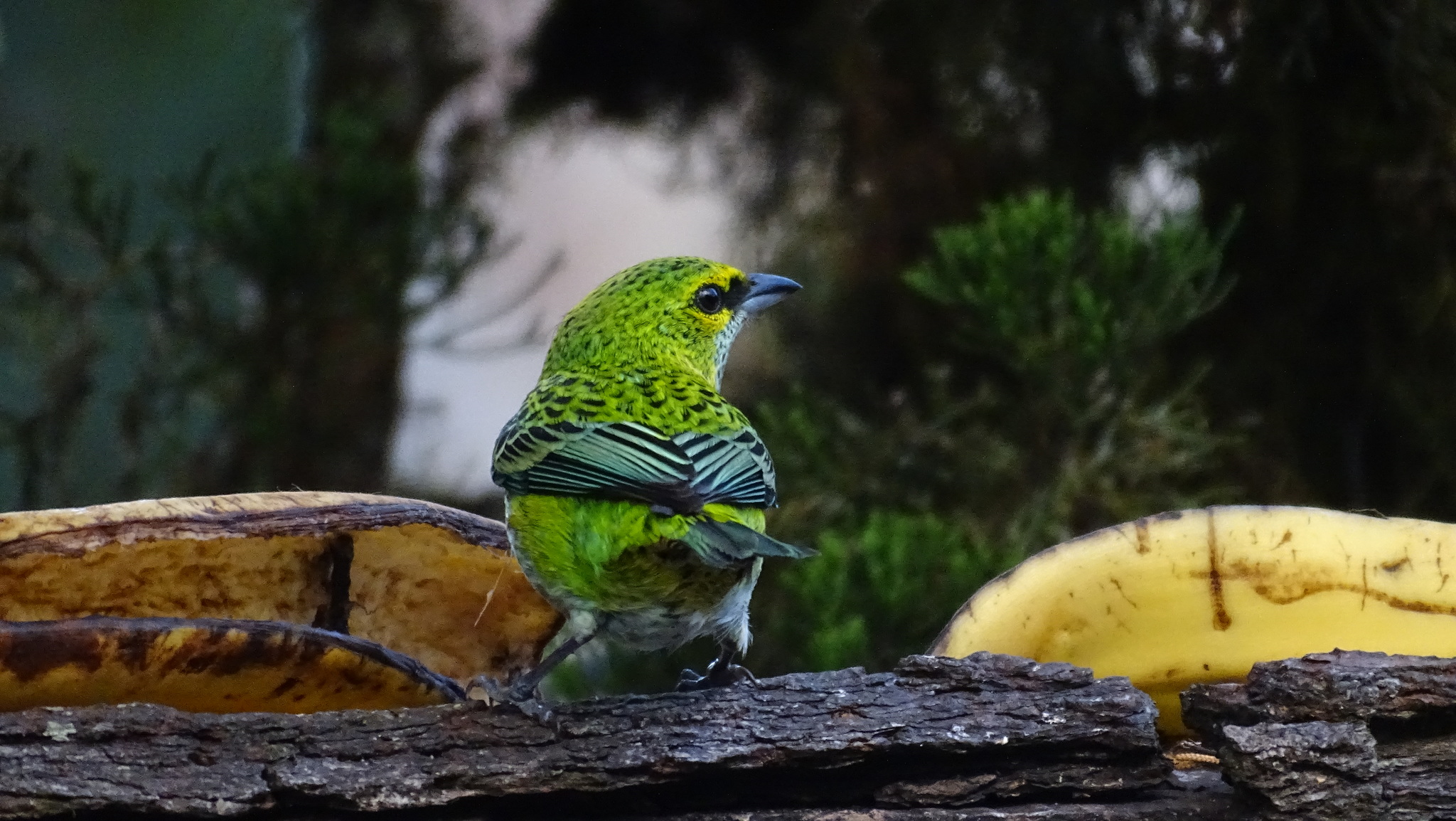 Tangara guttata (Cabanis, 1850)