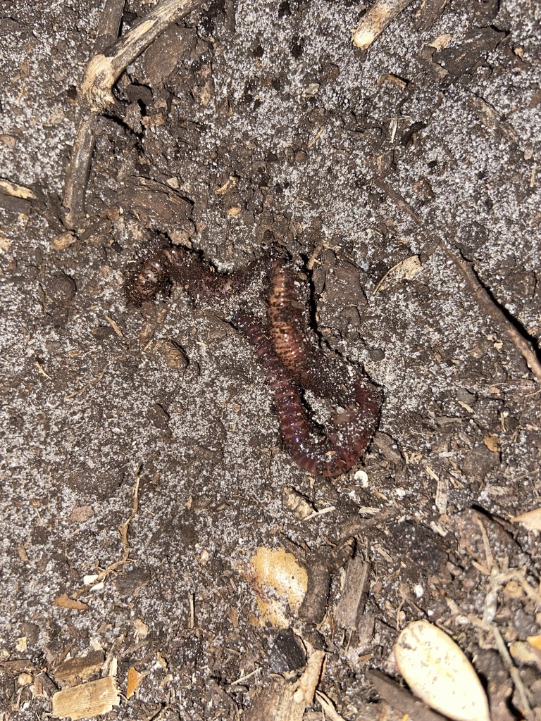 Common Earthworm from University of South Florida, Tampa, FL, US on ...