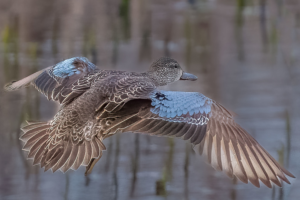 Blue-winged Teal from Chesterfield County, VA, USA on March 3, 2022 at ...