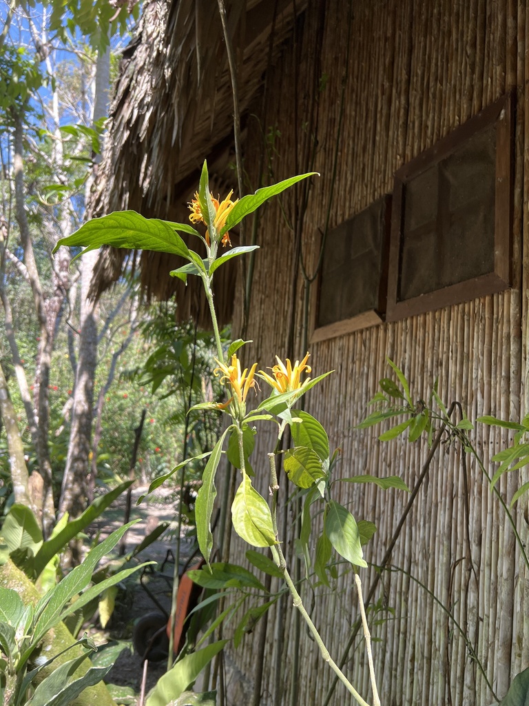 Yellow Jacobinia from Naha, CHIS, MX on March 07, 2022 at 10:28 AM by ...