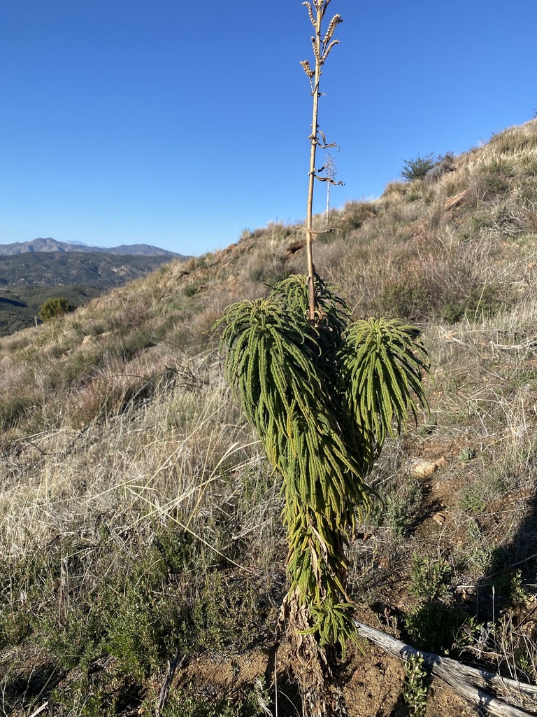 Poodle-dog bush from Cleveland National Forest, Santa Ysabel, CA, US on ...
