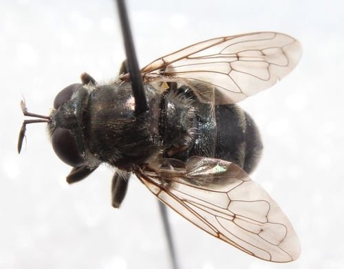 Spiny-shield Ant Fly (Microdon ruficrus) · iNaturalist