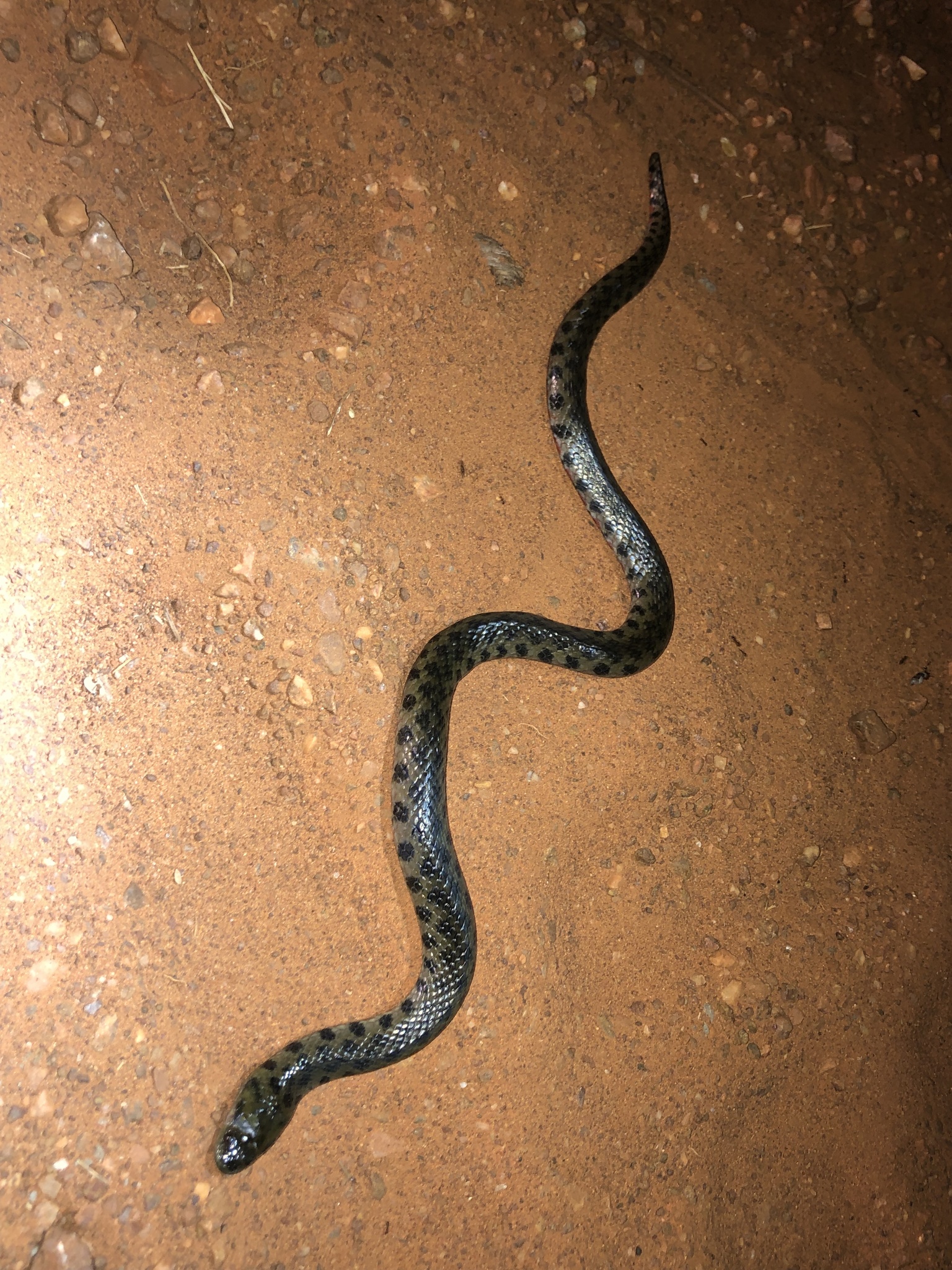 Helicops leopardinus (Schlegel, 1837)