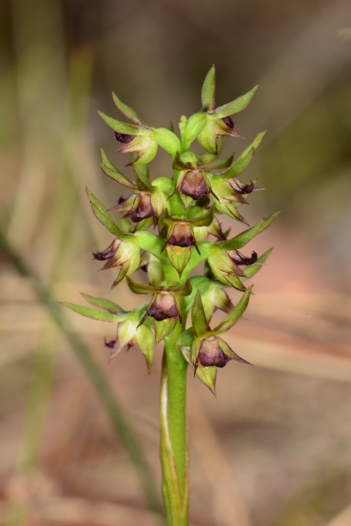 Genoplesium ciliatum in February 2022 by Michael Keogh · iNaturalist