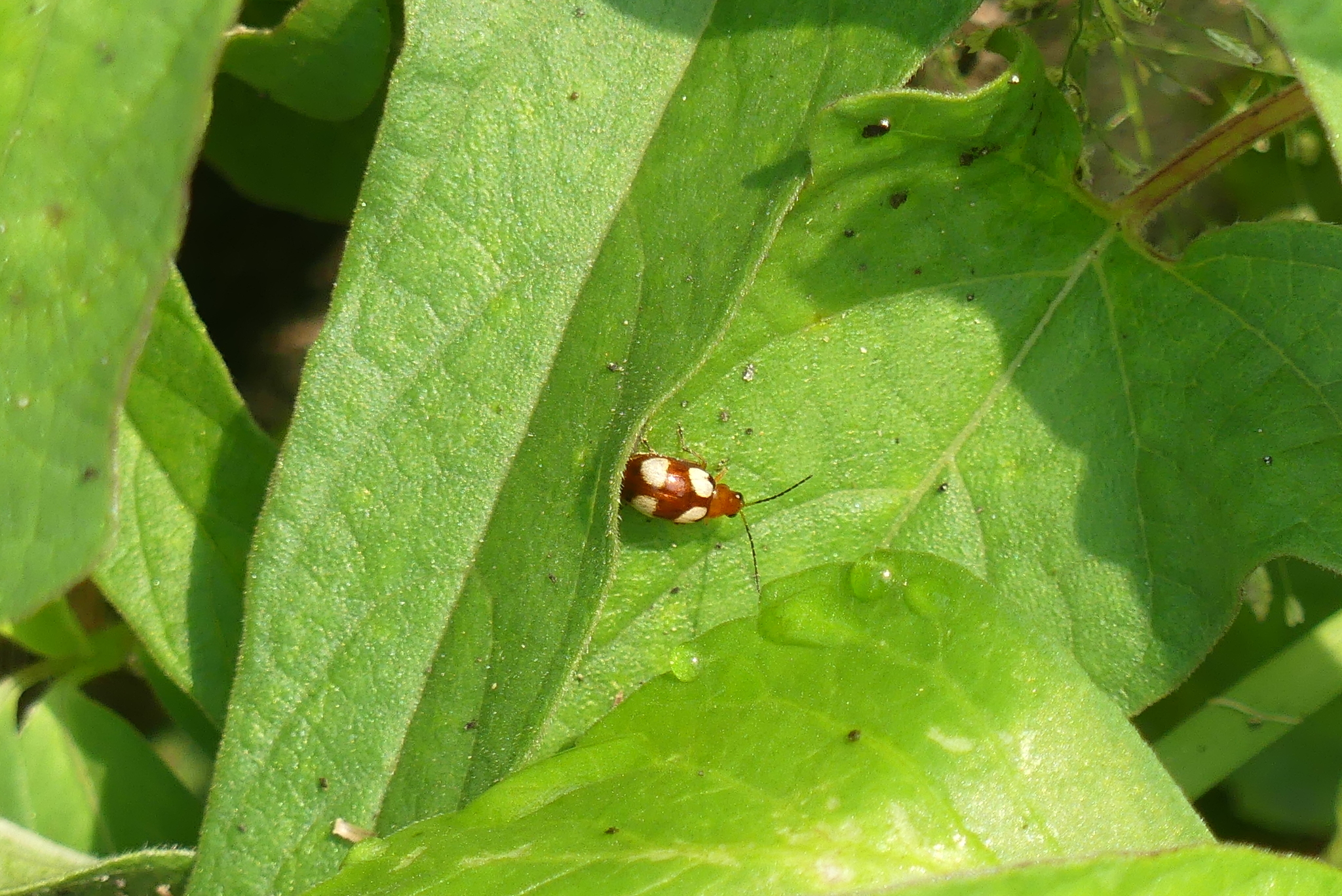 Monolepta signata (Olivier, 1808)