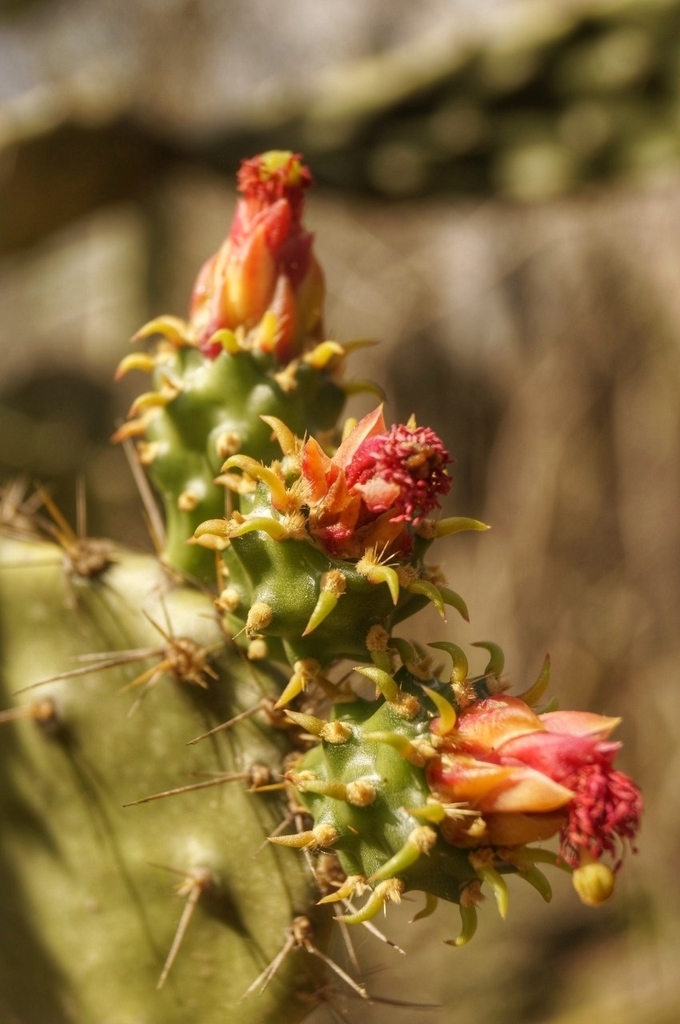 Opuntia inaperta from Dzoyaxché, 97316 Yuc., México on March 18, 2017 ...