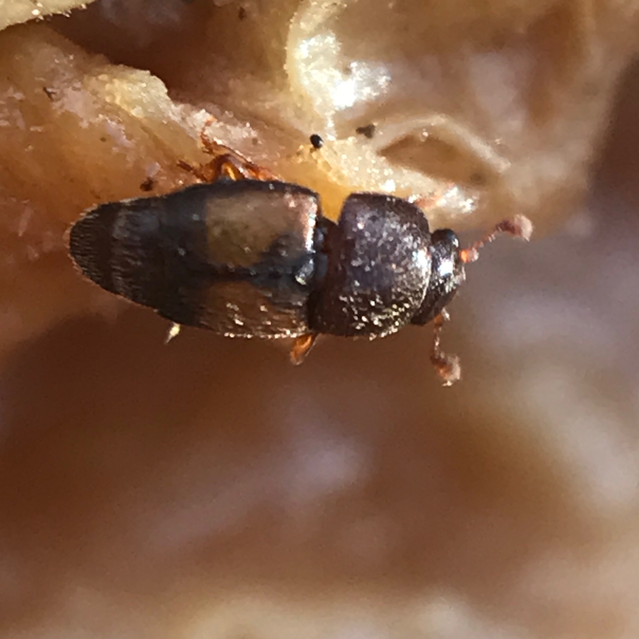 Carpophilus nepos Murray, 1864