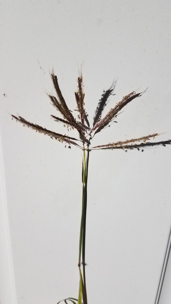 Kleberg's bluestem from Corpus Christi, TX 78414, USA on March 07, 2022 ...