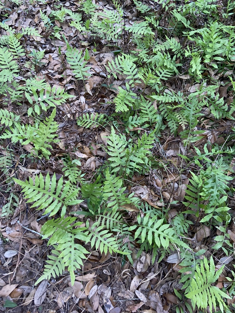 netted chain fern from N 15th St, Lutz, FL, US on March 05, 2022 at 01: ...