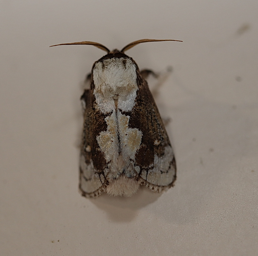 Macadamia Cup Moth from Witta QLD 4552, Australia on March 7, 2022 at ...