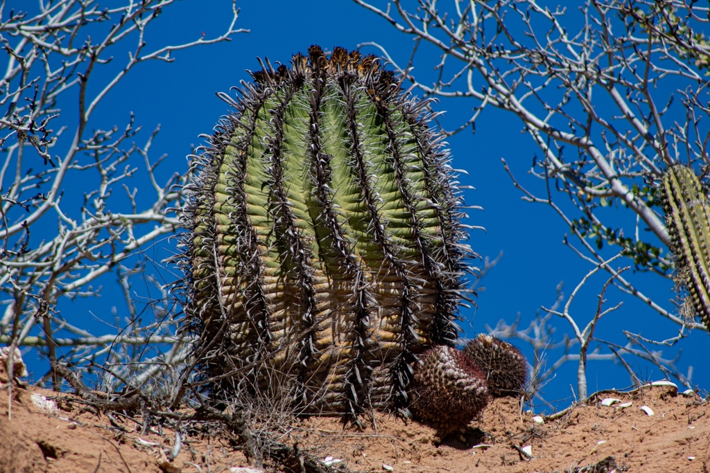 Ferocactus herrerae in March 2022 by Ramón Bustos · iNaturalist