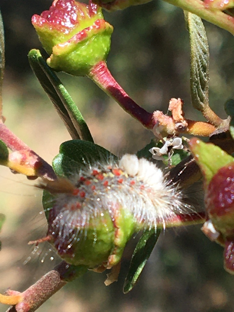 Diamondback Moth Parasitoid Wasp from Rattlesnake Canyon Park, Santa ...
