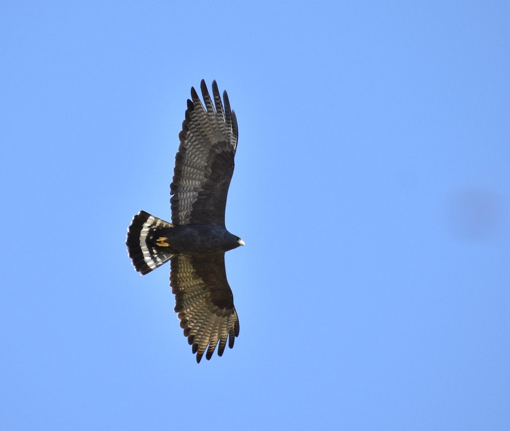 Zone-tailed Hawk from Santa María Tonameca, Oax., México on February 23 ...
