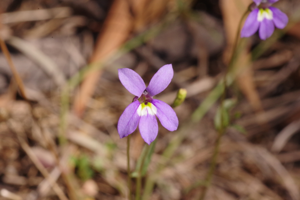 Lobelia stenophylla from Point Stuart NT 0822, Australia on July 14 ...
