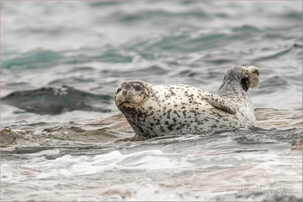 foca manchada (Mamíferos marinos del mundo) · iNaturalist