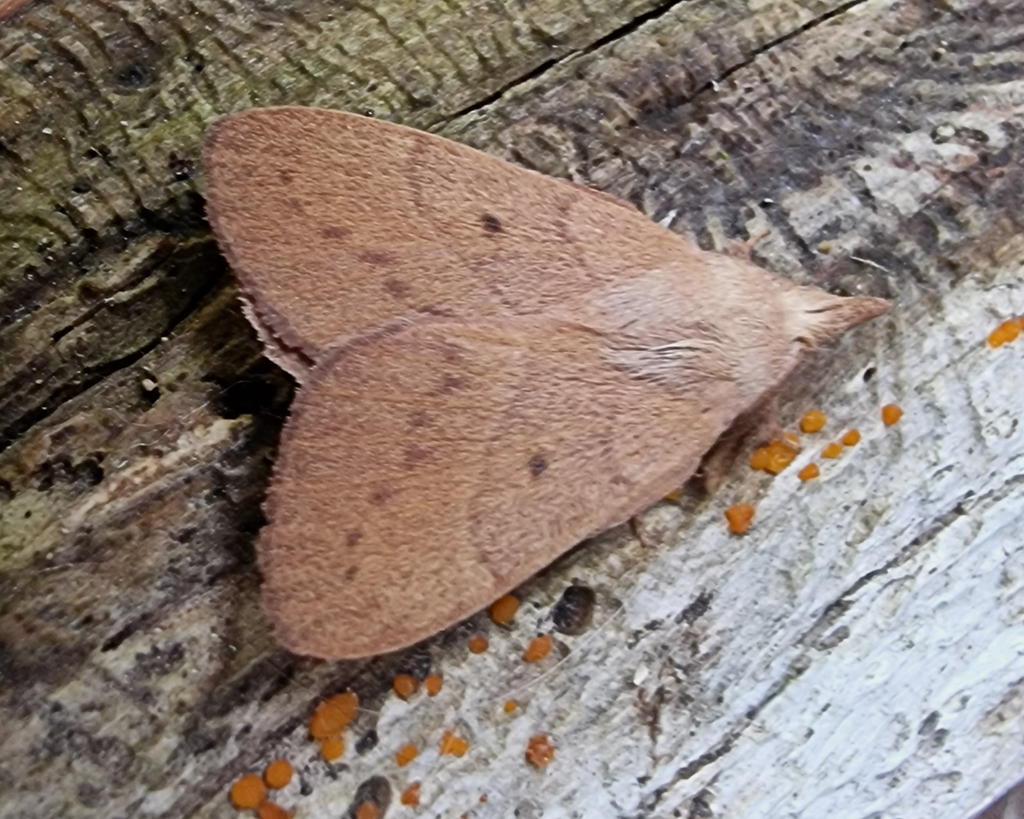 wattle snout moth from Gordon VIC 3345, Australia on March 06, 2022 at ...