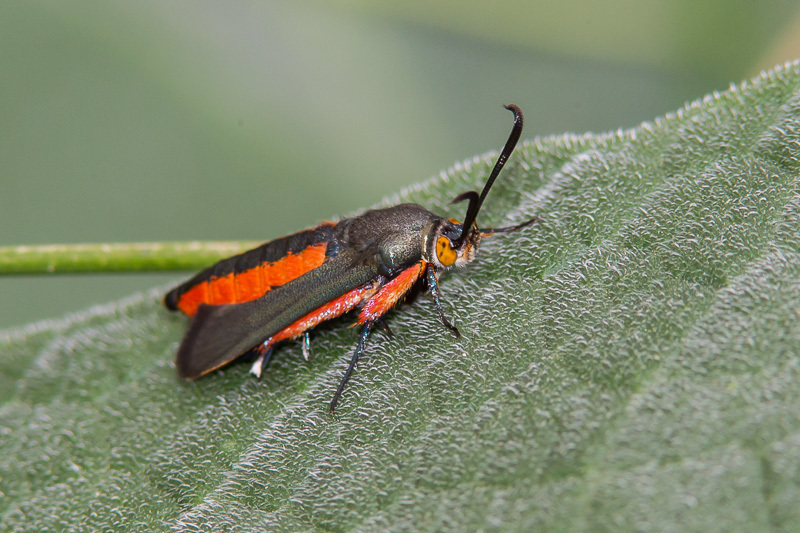 Clearwing Borer Moth (Crescent Bend Nature Park - Moths) · iNaturalist