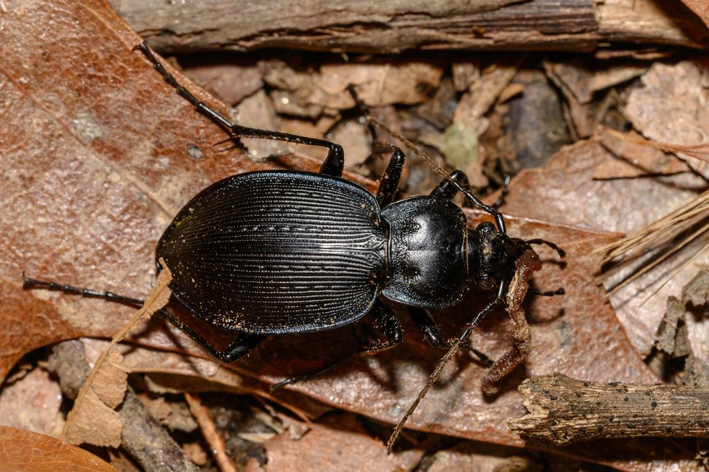 Carabus goryi in March 2022 by Stephen John Davies · iNaturalist