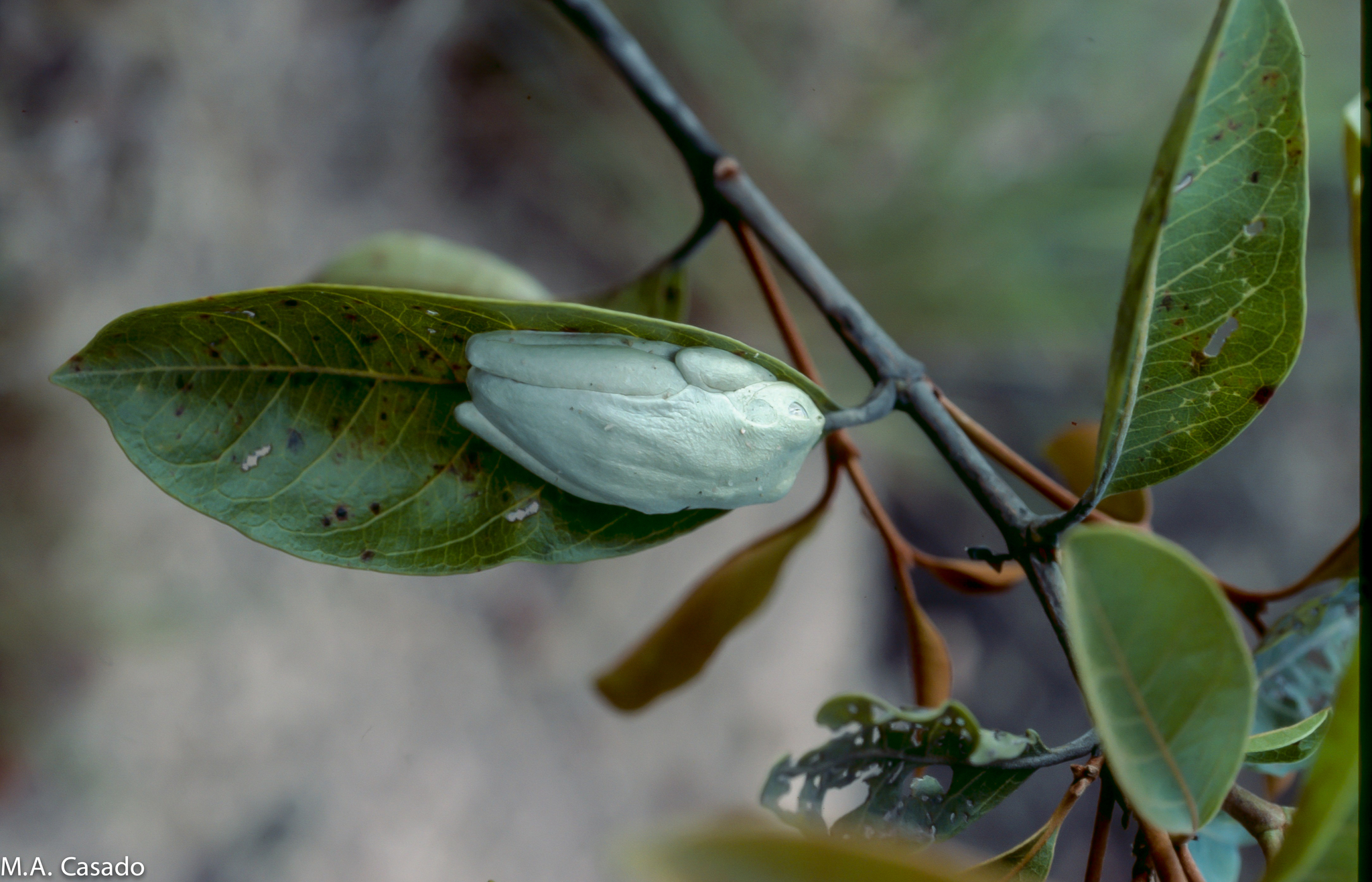 Boana xerophylla (Duméril & Bibron, 1841)
