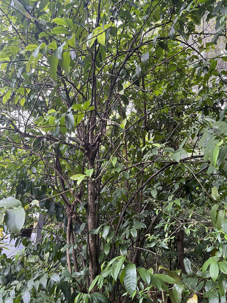 Bolwarra from K’gari (Fraser Island) Recreation Area, Urangan, QLD, AU ...