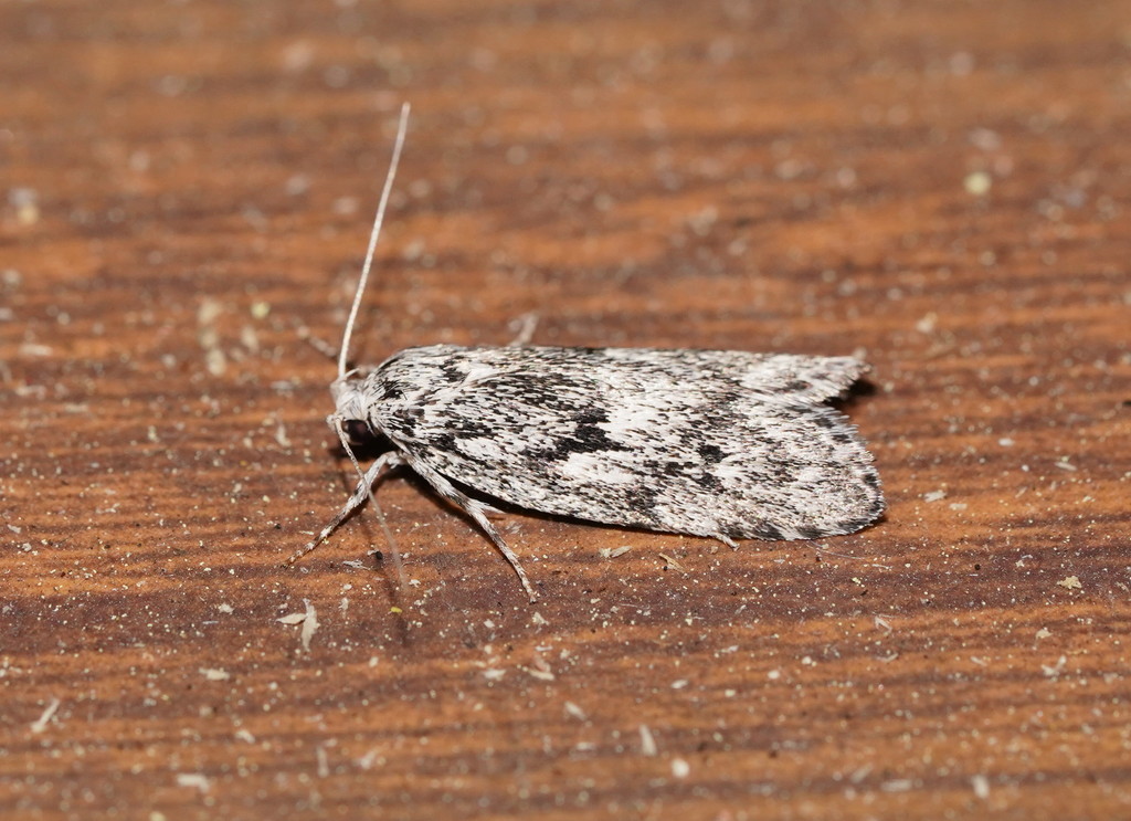 Curved-horn Moths from Monbulk VIC 3793, Australia on March 07, 2022 at ...