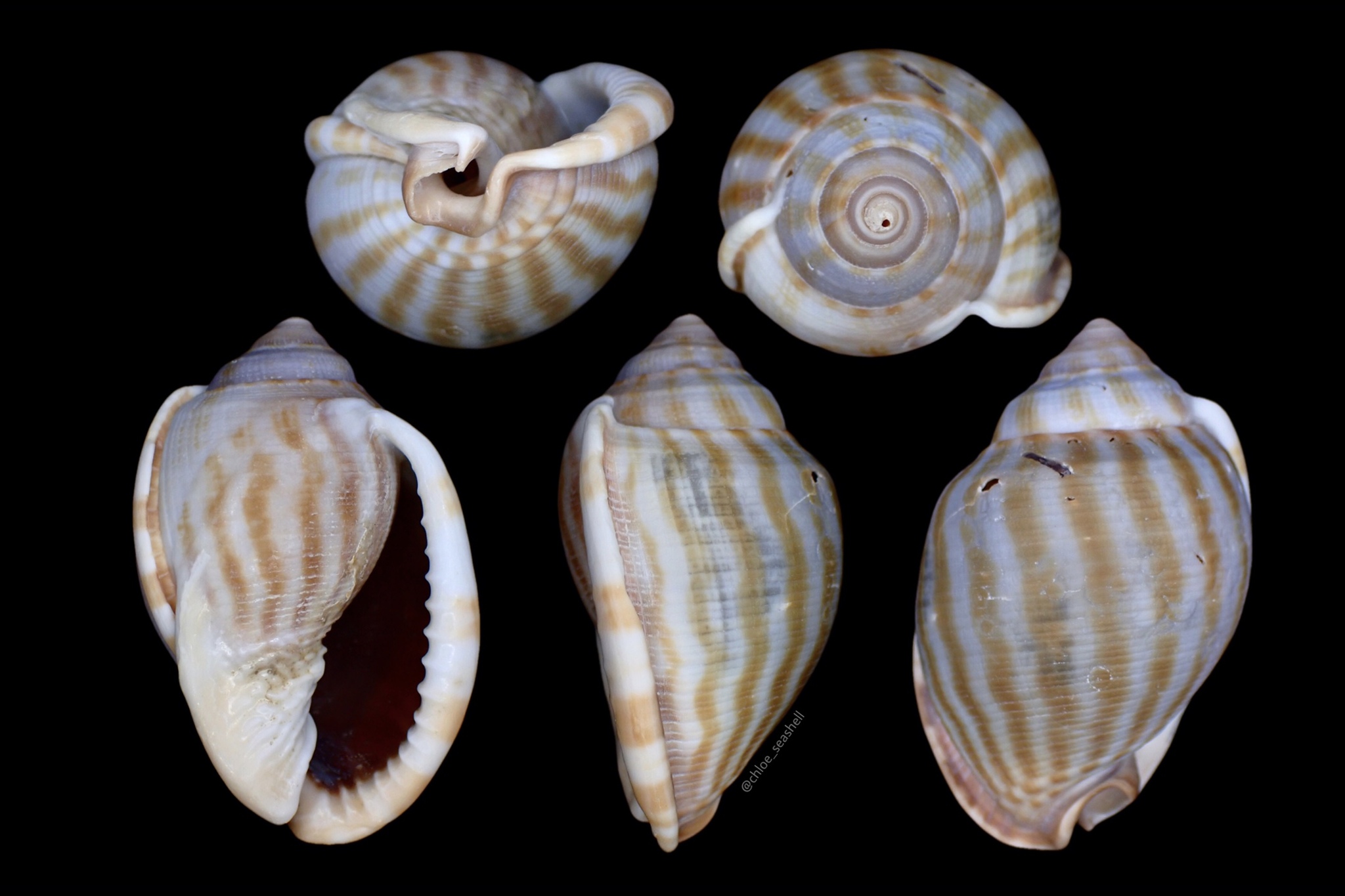 Phalium flammiferum (Röding, 1798)