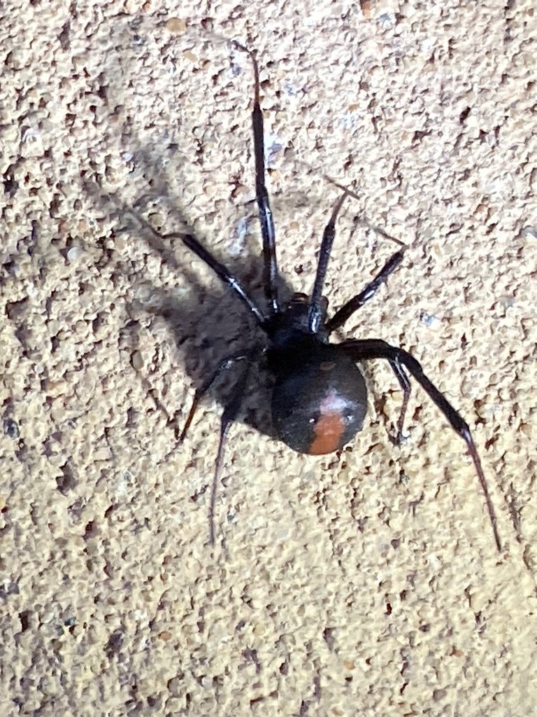 Redback Spider from Forrest Rd, Margaret River, WA, AU on March 8, 2022 ...