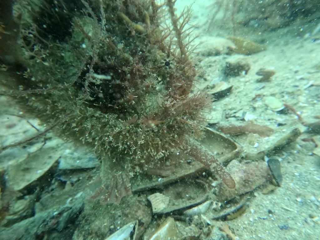 Tasselled Anglerfish from Capel Sound, Rye, VIC, AU on March 05, 2022 ...