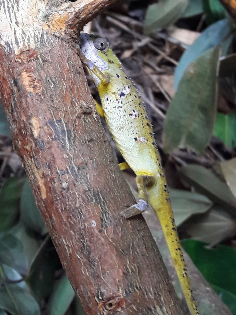 Tiger Chameleon in September 2018 by Juan José Areso · iNaturalist