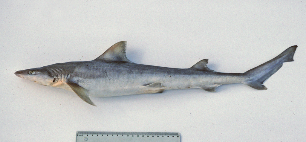 Australian Weasel Shark (Hemigaleus australiensis) - Marine Life ...