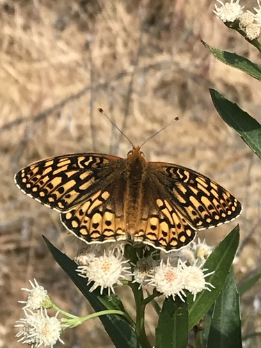 Comstock's Fritillary (Speyeria callippe subsp. comstocki)