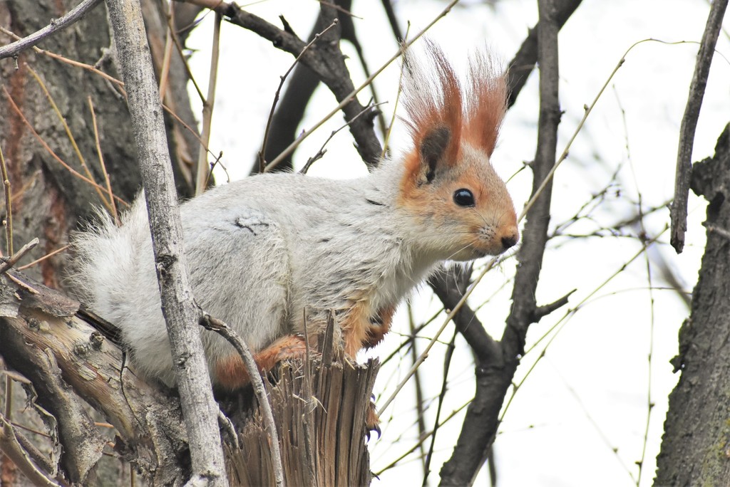 Siberian Red Squirrel (Sciurus vulgaris exalbidus) - Know Your Mammals