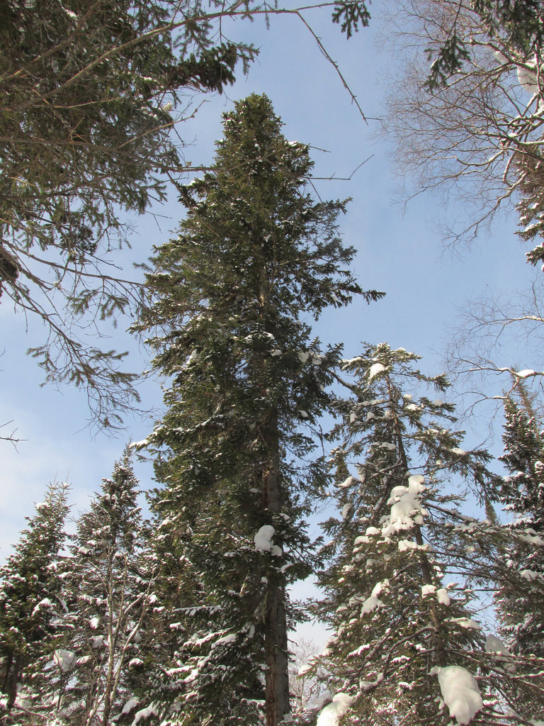 Siberian fir from Kabanskiy rayon, Buryat, Russia on February 21, 2022 ...