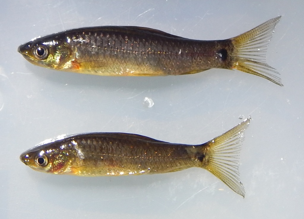 (Osteochilus spilurus) - Marine Life Identification