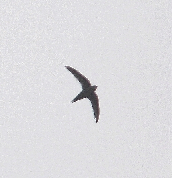 Dark-rumped Swift in August 2020 by Von Fabian B. the local Khasi name ...