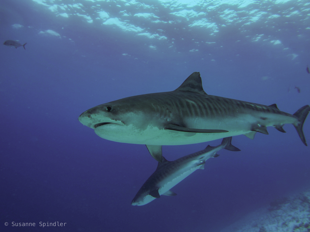 Home - Marine Life Identification