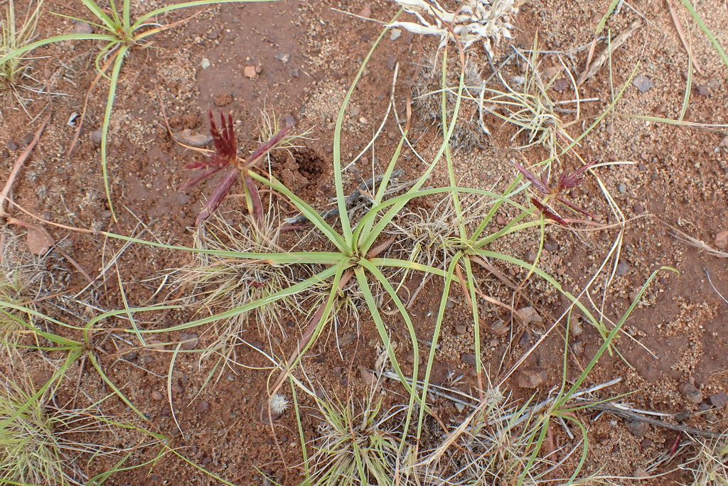 Indian Grass from Pixley ka Seme, ZA-NC, ZA on March 04, 2022 at 10:53 ...