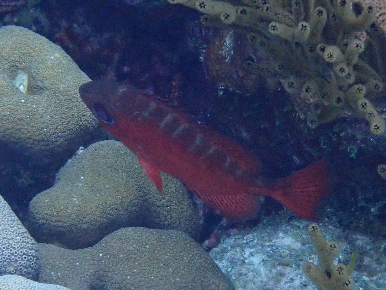 Heteropriacanthus cruentatus (Lacepède, 1801)