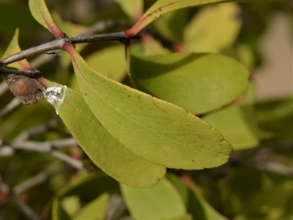 myrtle mangrove from Nhulunbuy NT 0880, Australia on March 7, 2022 at ...