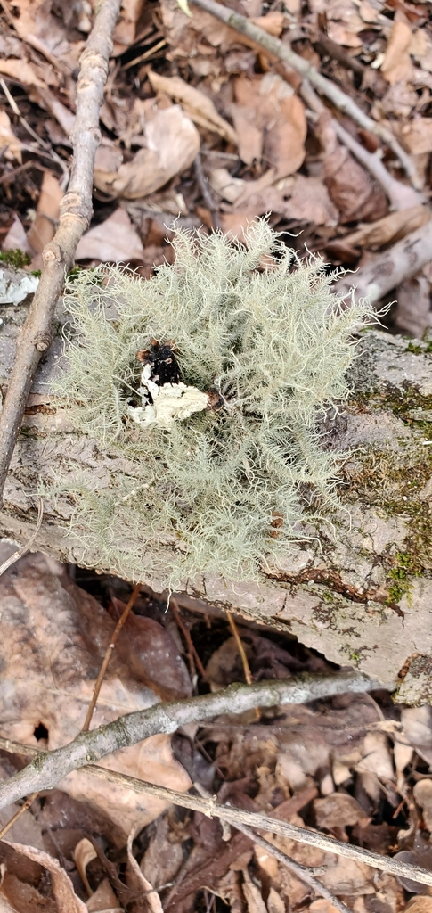 Bushy beard lichen from Devon, PA 19333, USA on March 08, 2022 at 09:20 ...
