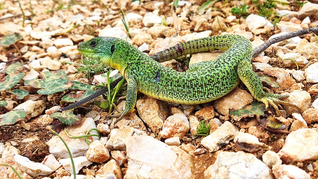 Balkan Green Lizard from Haidari 124 61, Greece on March 8, 2022 at 12: ...